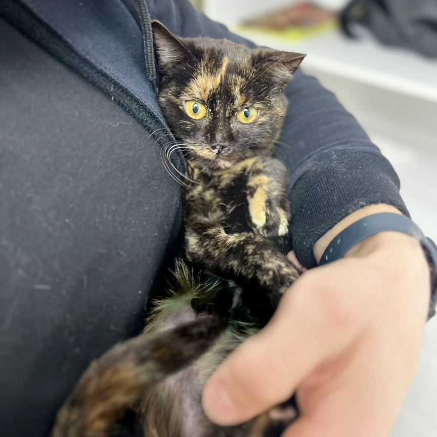 Кошечке Асе очень нужна семья