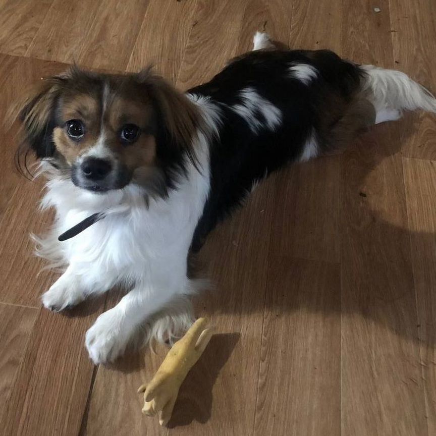 Кавалер кинг чарльз спаниель, в добрые руки