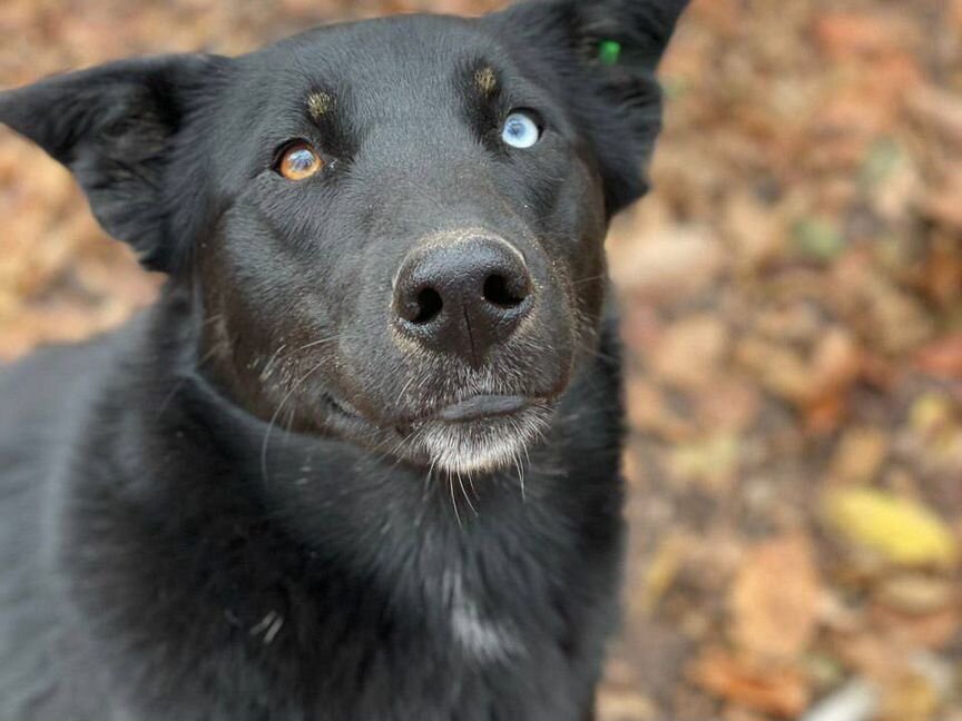 Сбирская хаски + овчарка в добрые руки