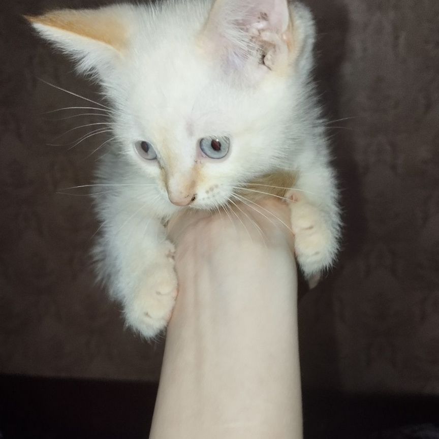 Котята в добрые руки бесплатно
