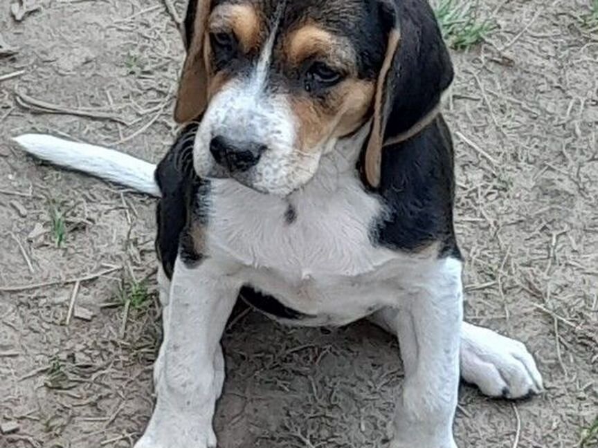 Щенок эстонской гончей