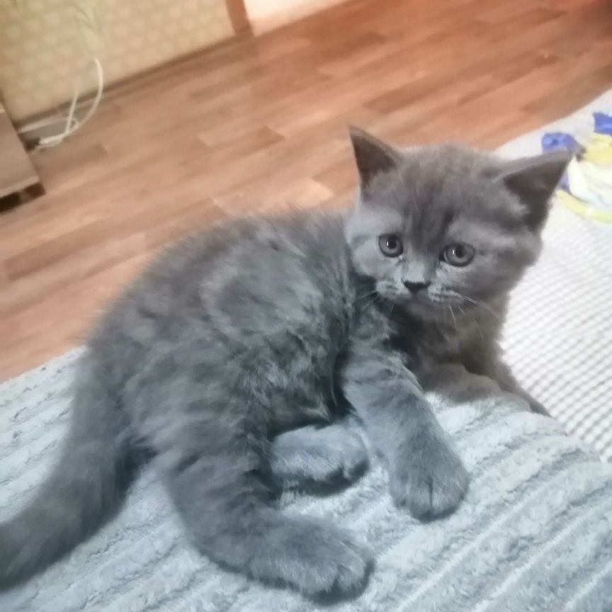 Британские котята