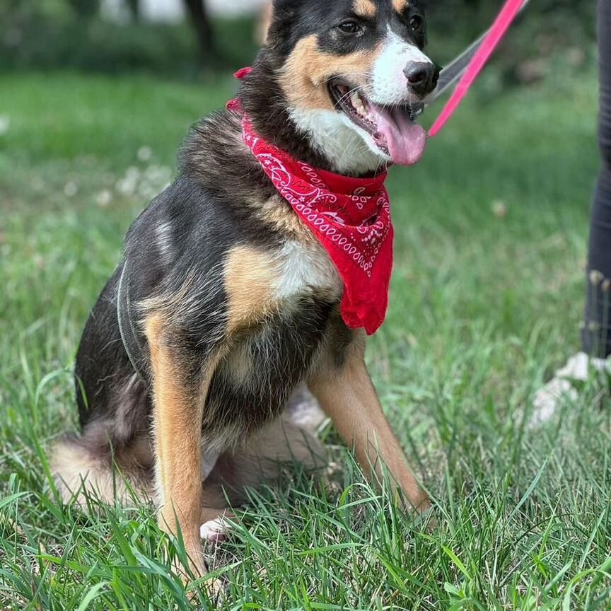 Еще малышка Фиалка