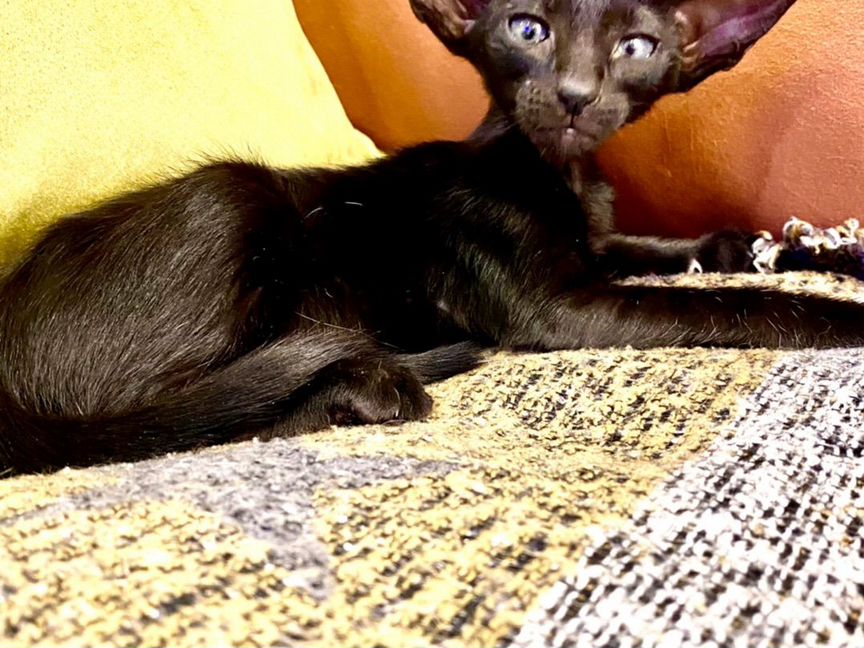 Ориентальные котята