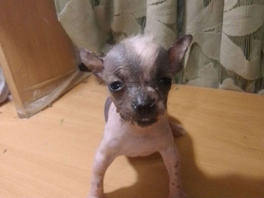 Мексиканская голая собака. Мальчик