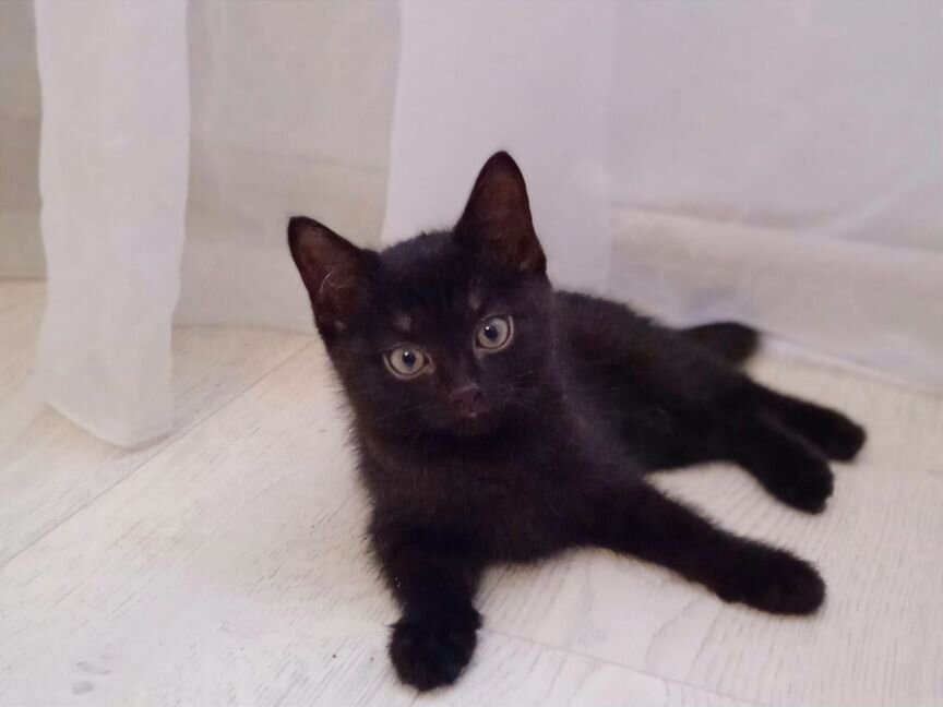 Игручий котёнок в добрые руки