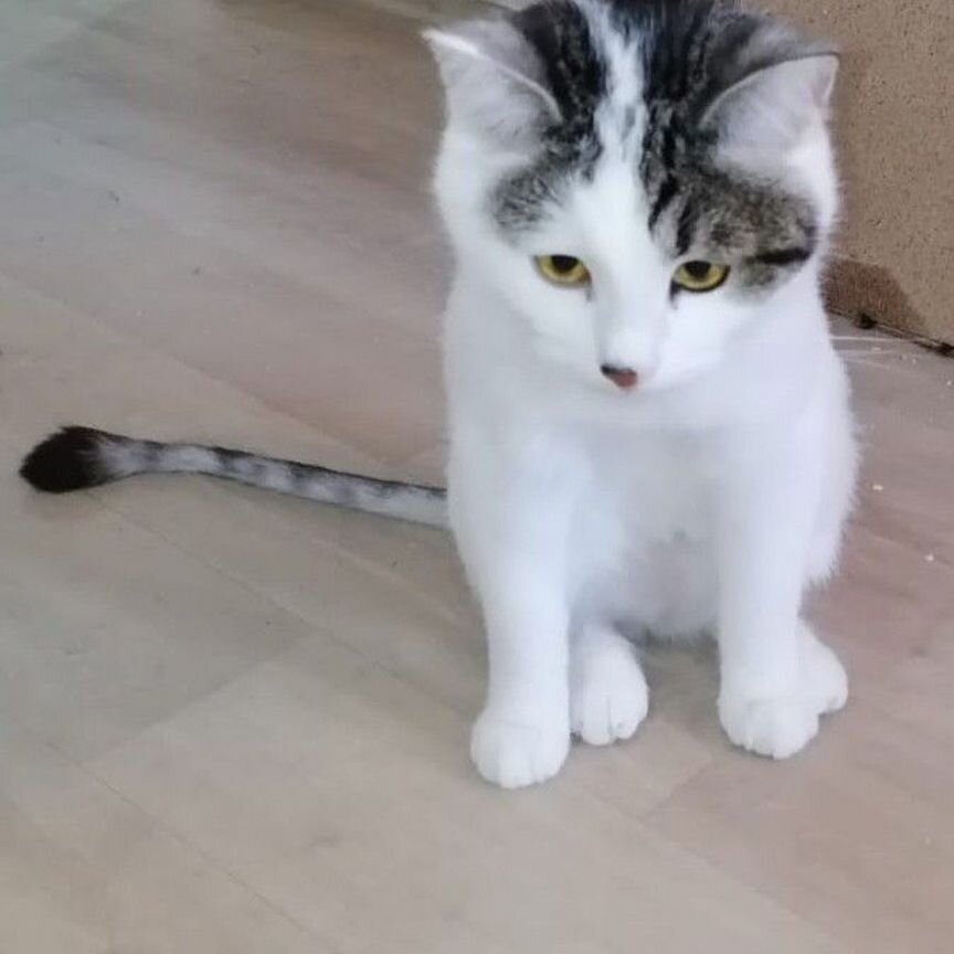 В добрые руки