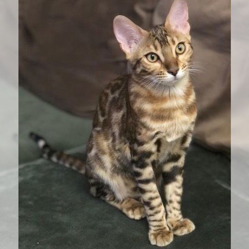 Бенгальская, взрослая кошка