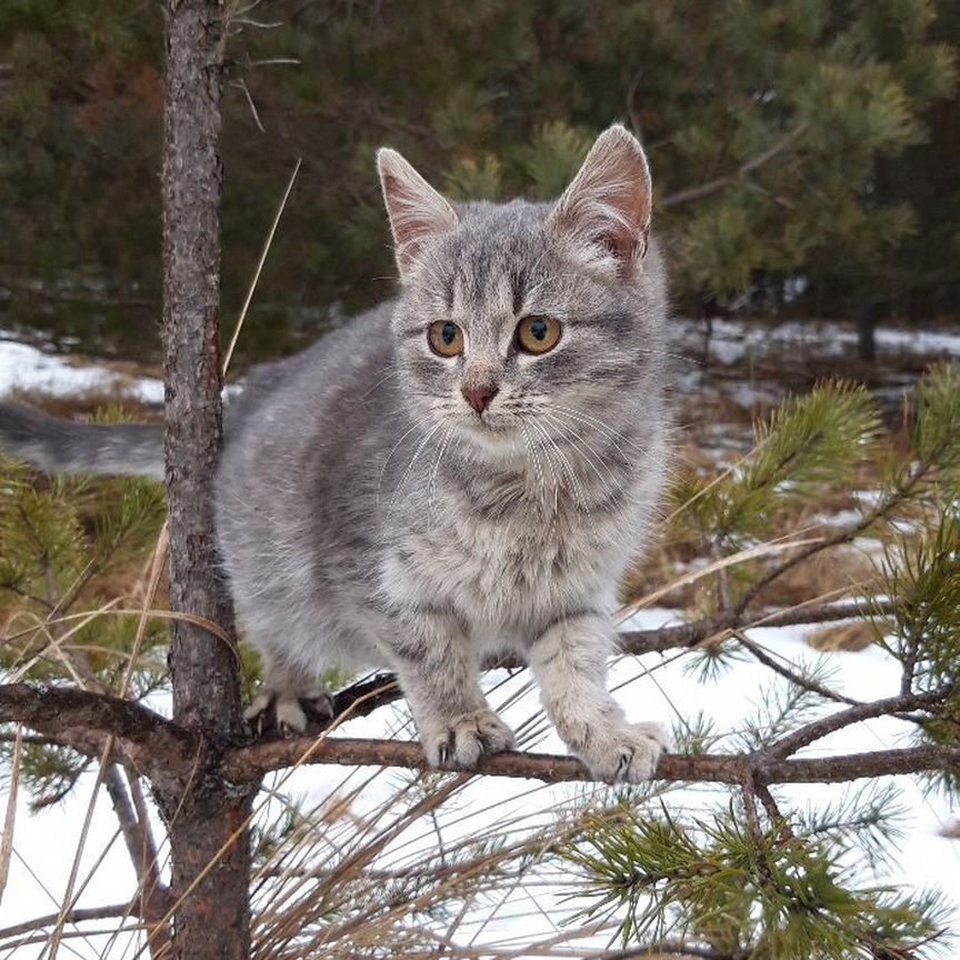 Котёнок ищет дом