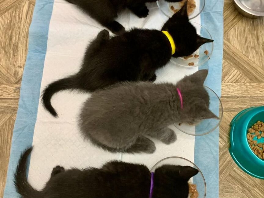 Классные котята в добрые руки