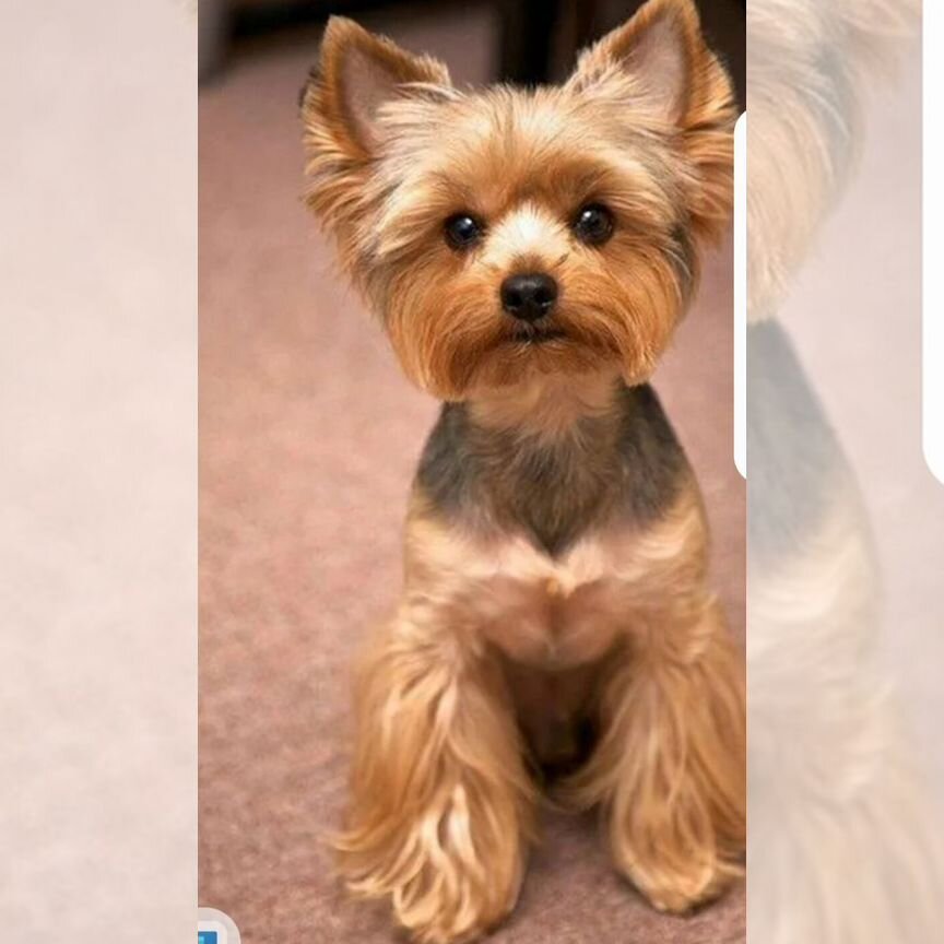 Найден йоркширский терьер