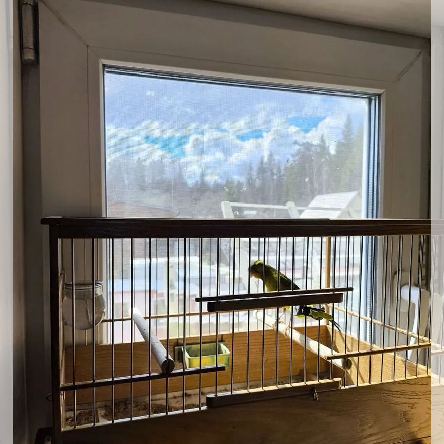 Русская канарейка овсяночного напева