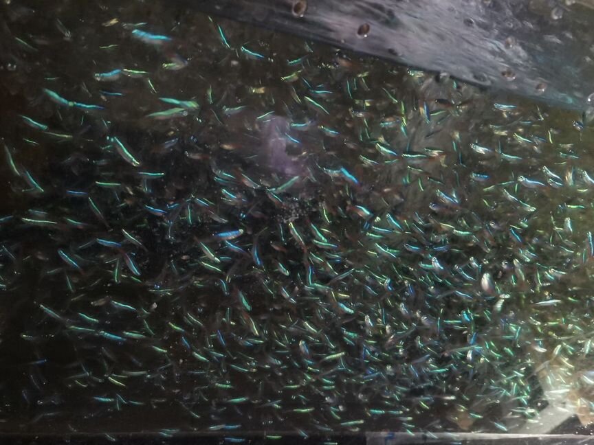 Неон голубой