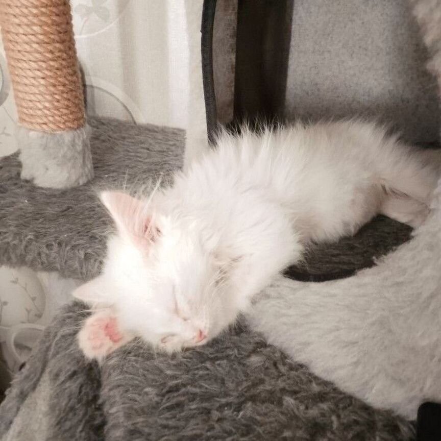 Котёнок