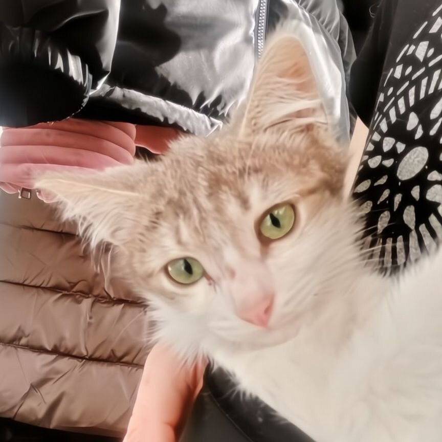 Котёнок в добрые руки