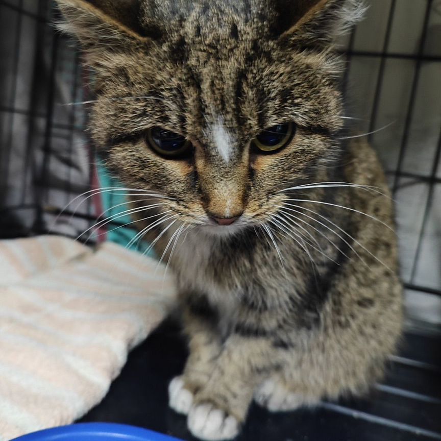 Кошечка в добрые руки