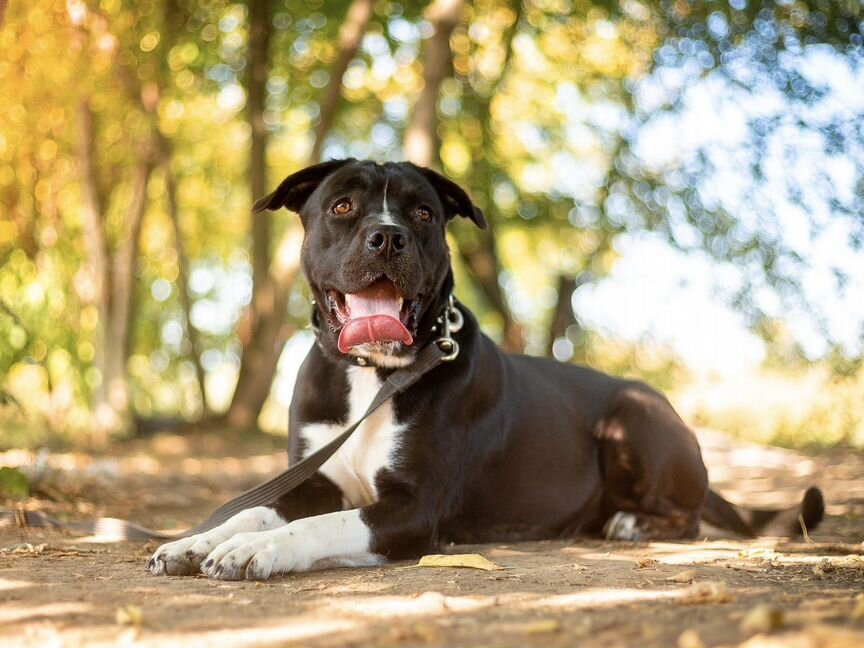 Стафф Альфа в добрые руки