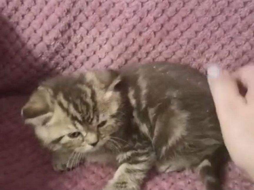 Британские котята рыжие
