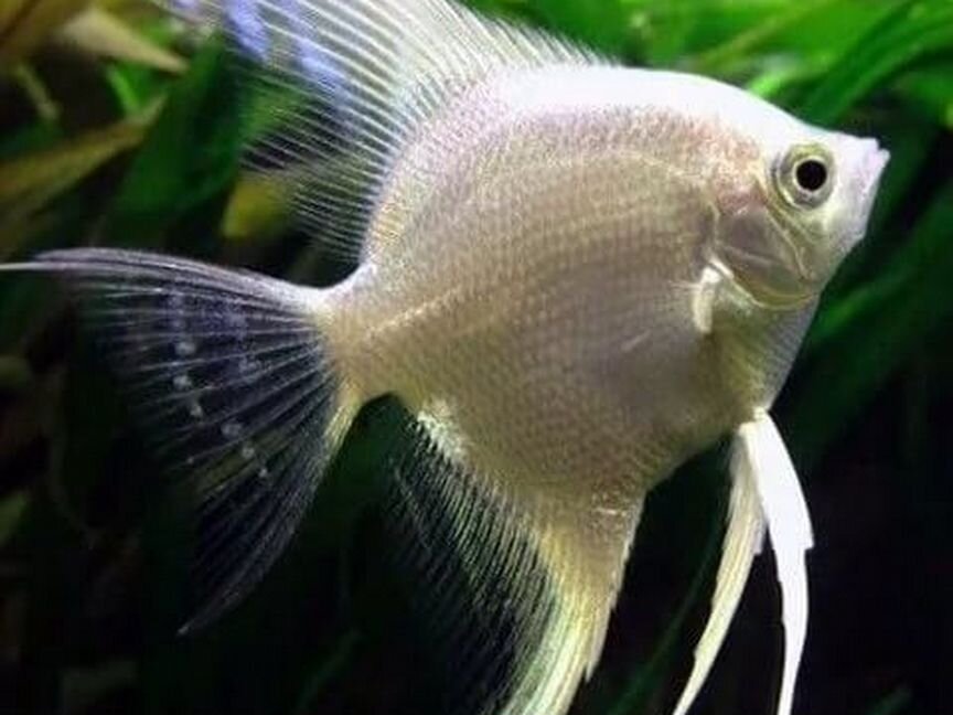 Аквариумные рыбы