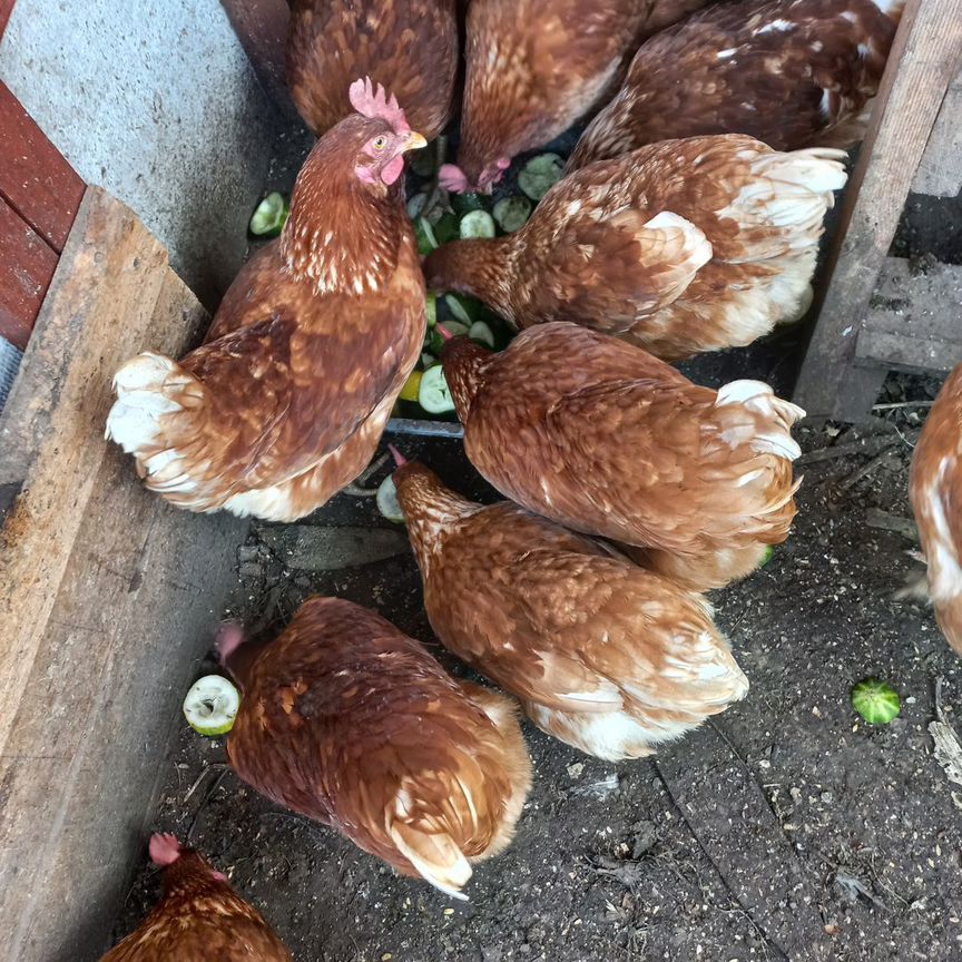 Куры несушки молодки продам