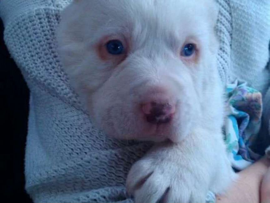 Алабай вязка