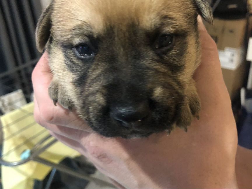 Отдам щенка остался один