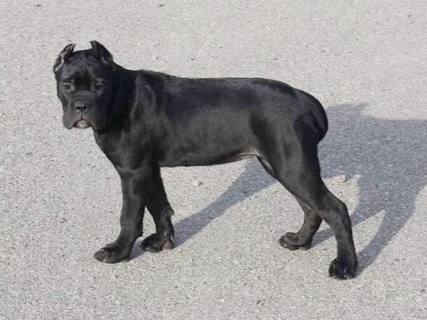 Девочки- угольки. Без белого в окрасе