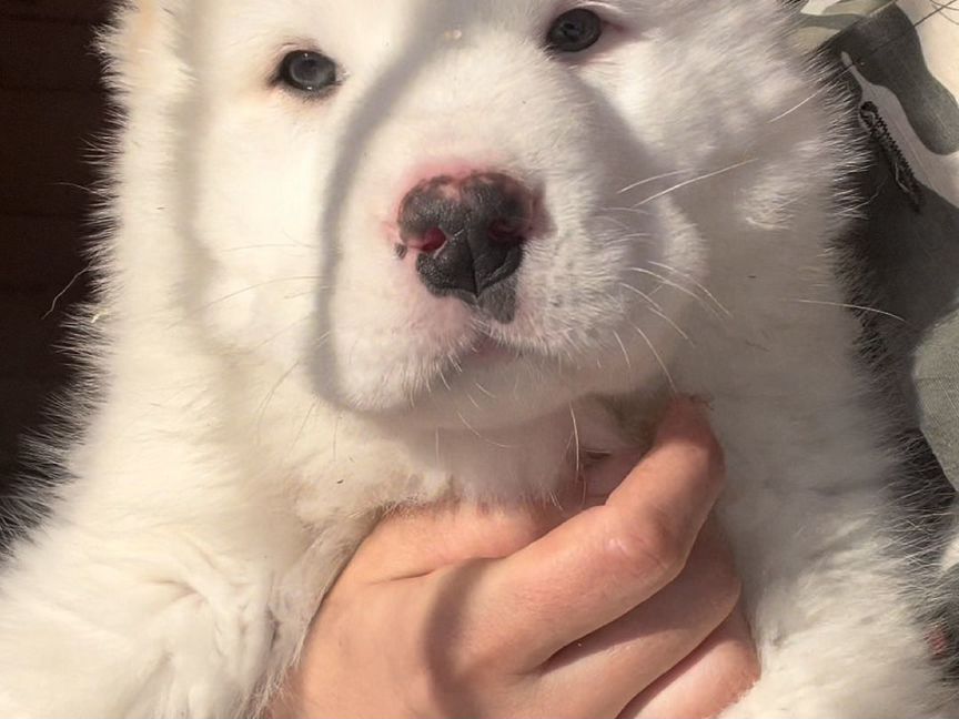 Щеночки алабая