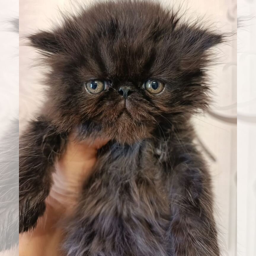 Экзотический короткошёрстный котёнок