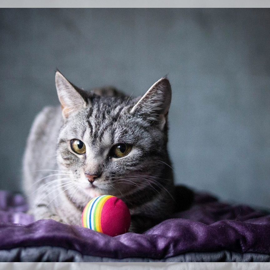 Красавица-кошка ищет дом