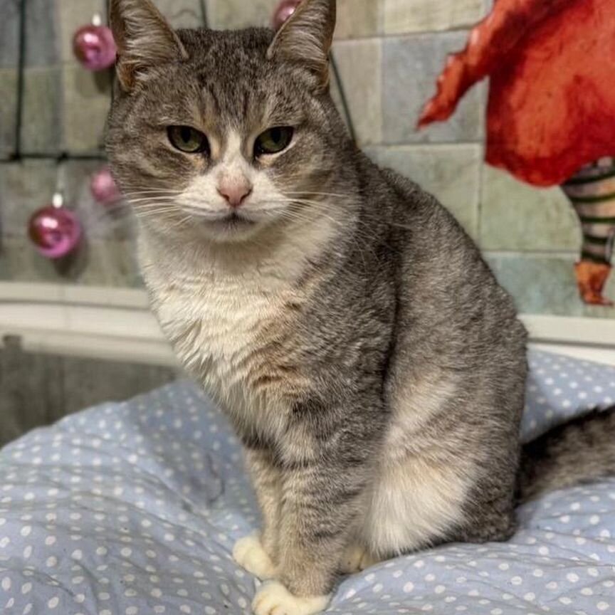 Кошечка Тася