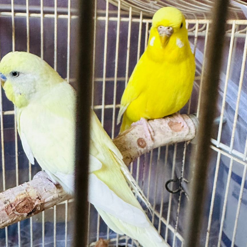 Волнистый попугай