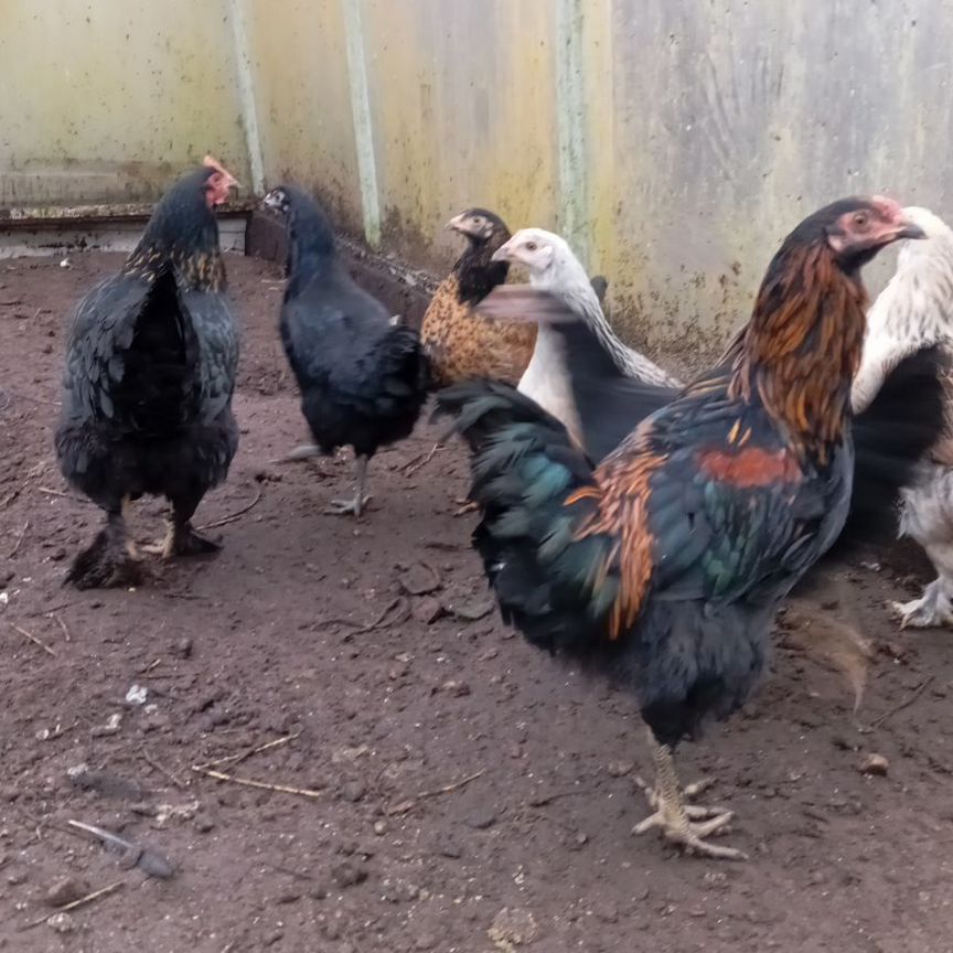 Наседка с молодняком