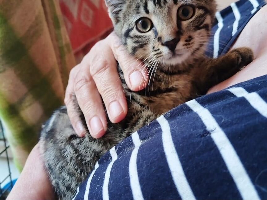 Полосат. Котенок