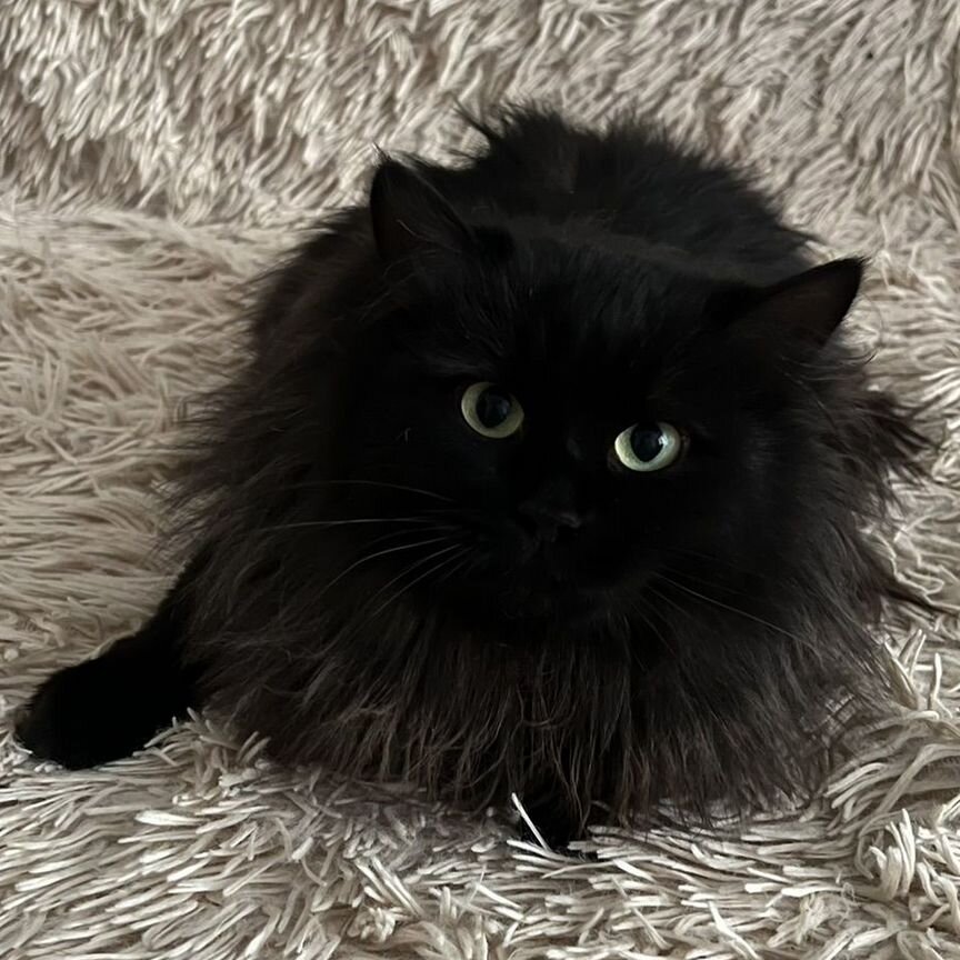 Сибирская, взрослая кошка