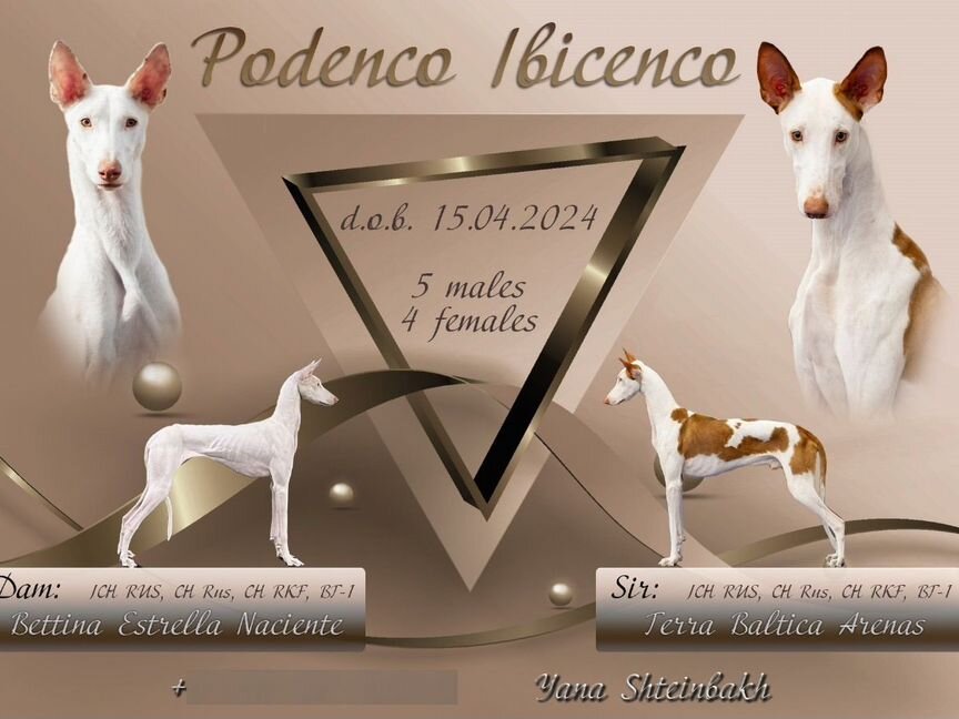 Поденко ибиценко