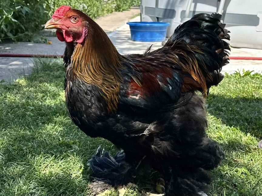 Петух и кура Брамы