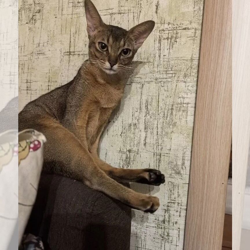 Абиссинский котёнок