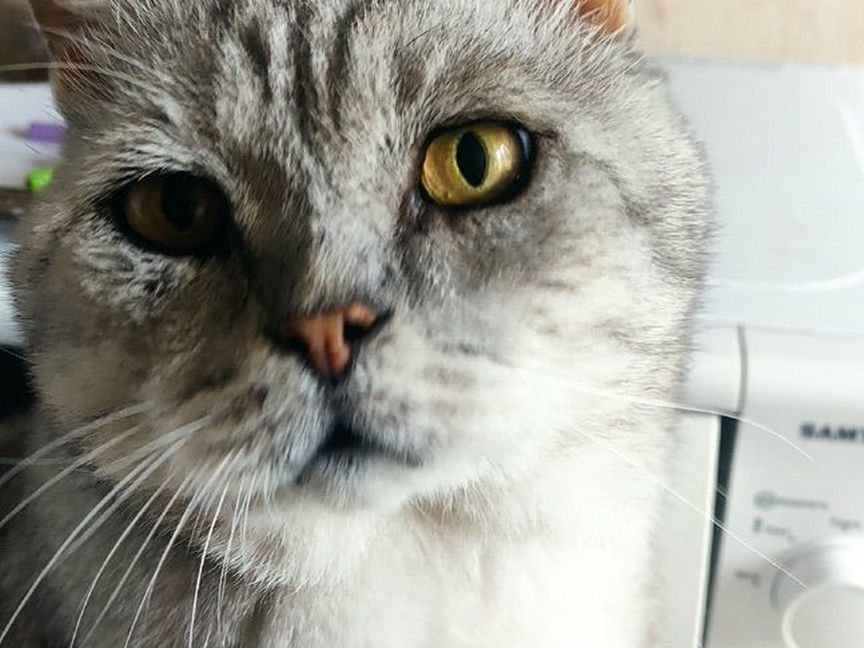 Кот Тайсон в добрые руки