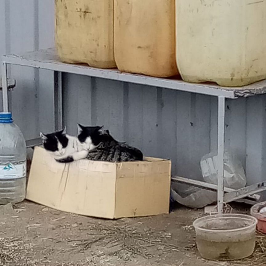 Котята погибают