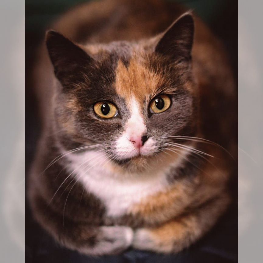 Кошечка Прима