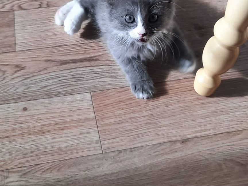 Маленький Сева ищет дом