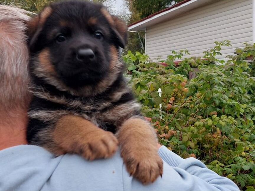 Щенки немецкой овчарки