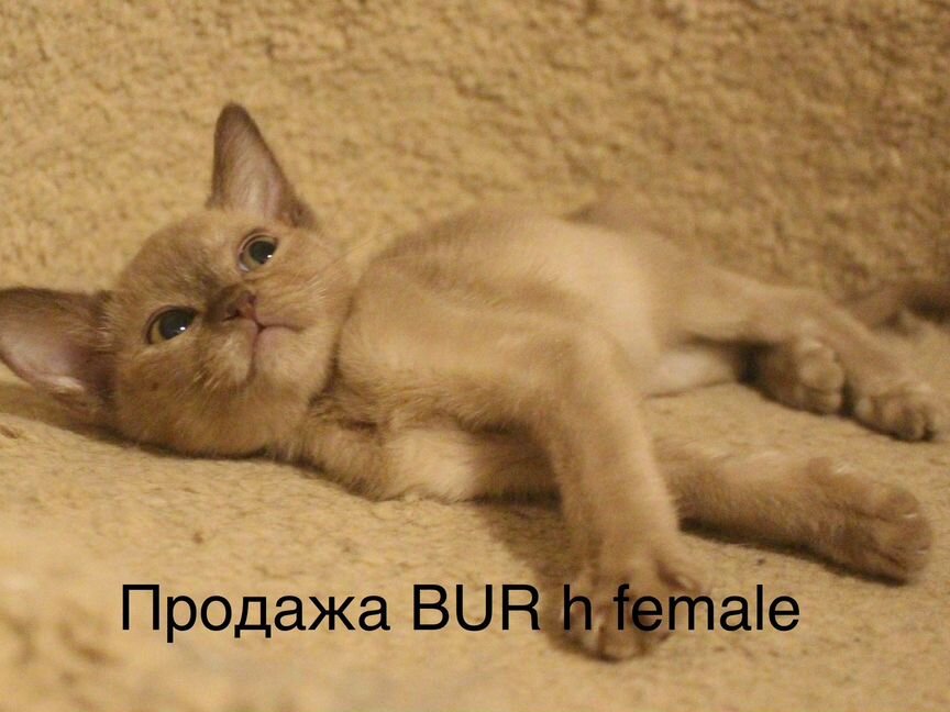 Бурманские котята