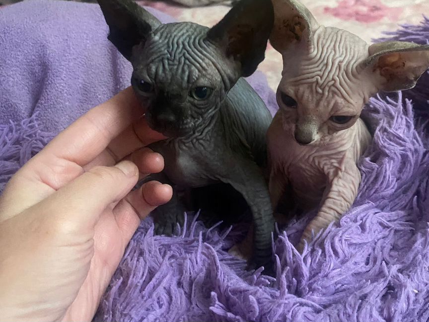 Котята канадского сфинкса