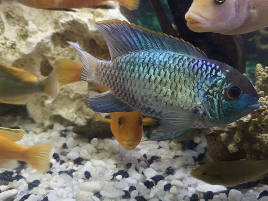 Аквариумные рыбки цихлиды