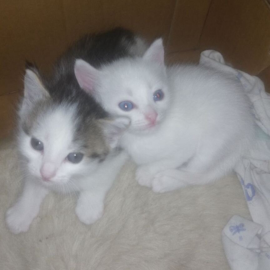 Котята в добрые руки бесплатно