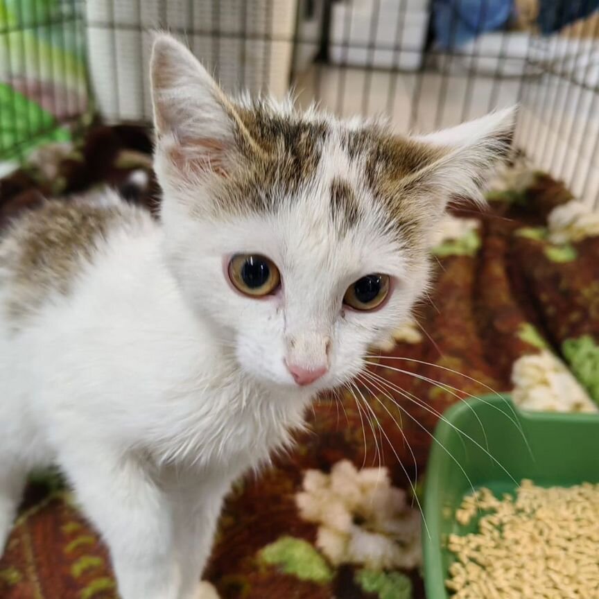 Котята в добрые руки бесплатно