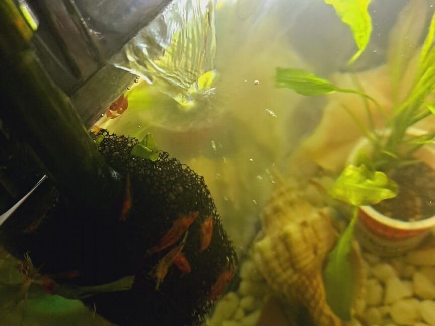 Аквариумные креветки вишня