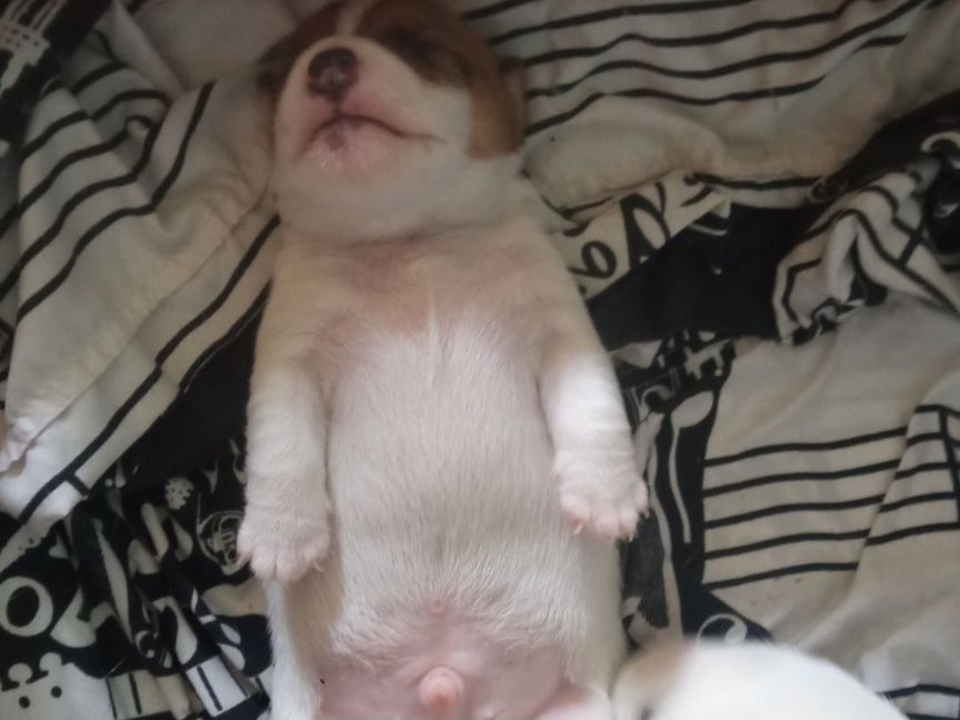 Щенки Джек Рассел